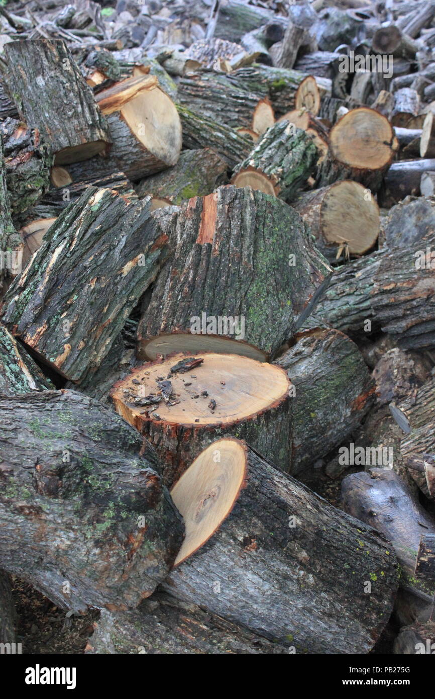Piles of chopped logs stacked high and far Stock Photo - Alamy