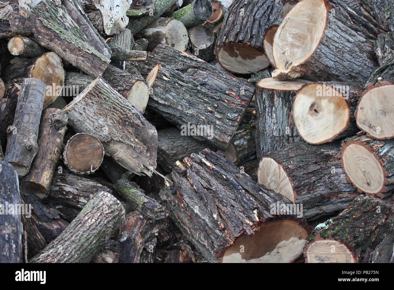 Piles of chopped logs stacked high and far Stock Photo - Alamy