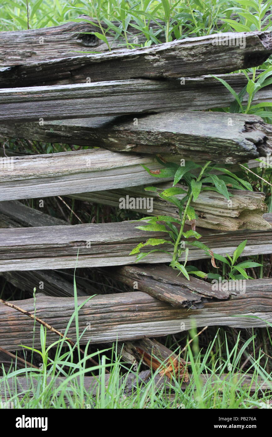 Thicket Fence High Resolution Stock Photography and Images - Alamy