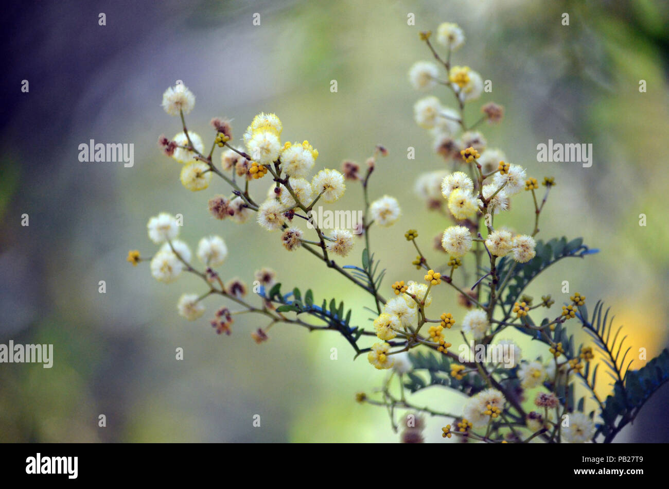 Sunshine Wattle, Acacia terminalis, growing in the Royal National Park ...