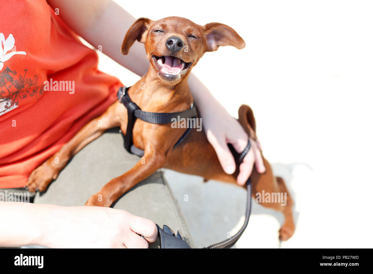 Stag red Miniature Pinscher Dog with uncropped ears wants to play Stock ...