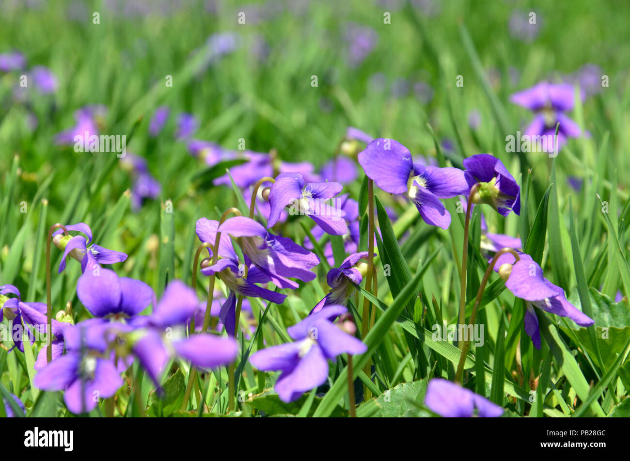 Violets petals hi-res stock photography and images - Alamy
