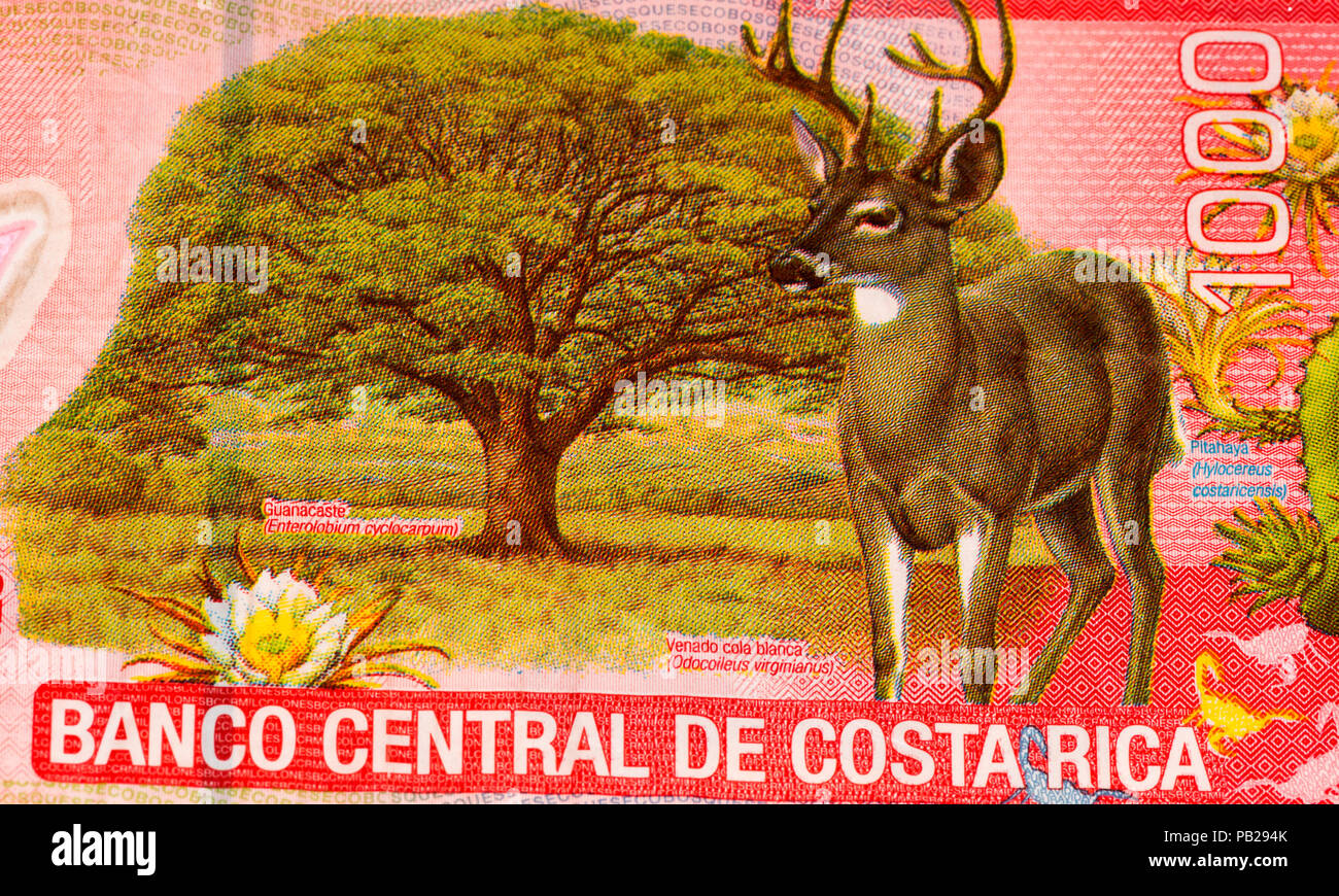 1000 Costa Rican colones bank note. Colones is the national currency of ...