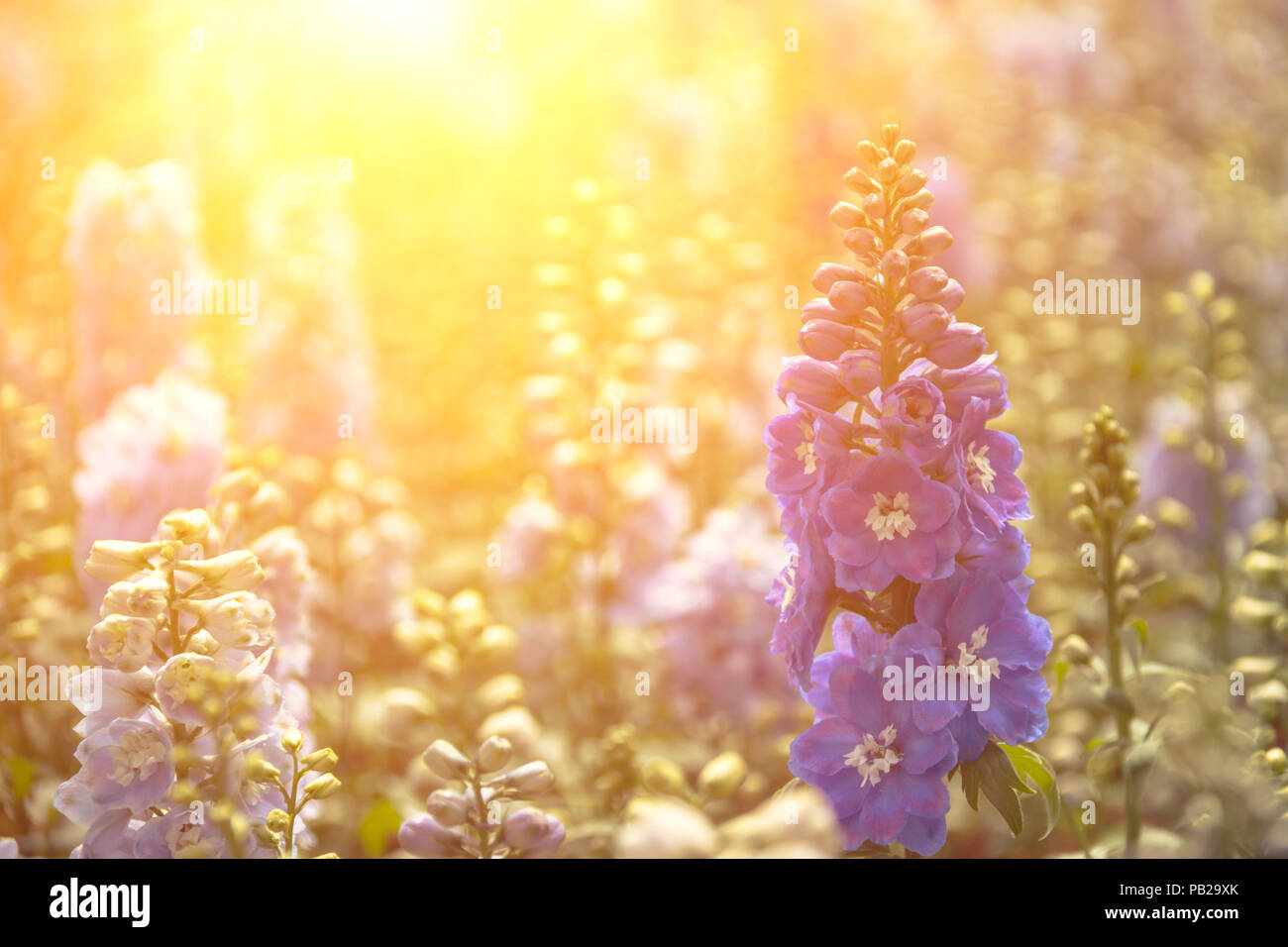 Blue flowers open in spring Stock Photo - Alamy