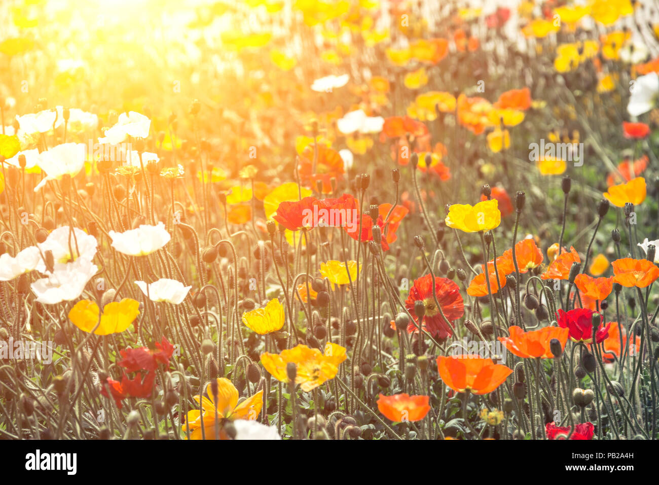 Corn poppy flowers open in spring Stock Photo - Alamy