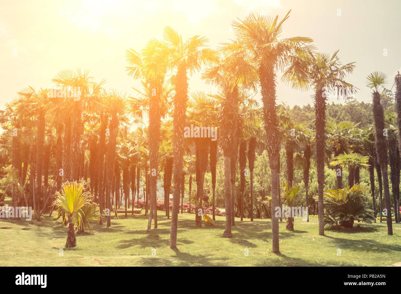 Palm trees and lawn Stock Photo - Alamy