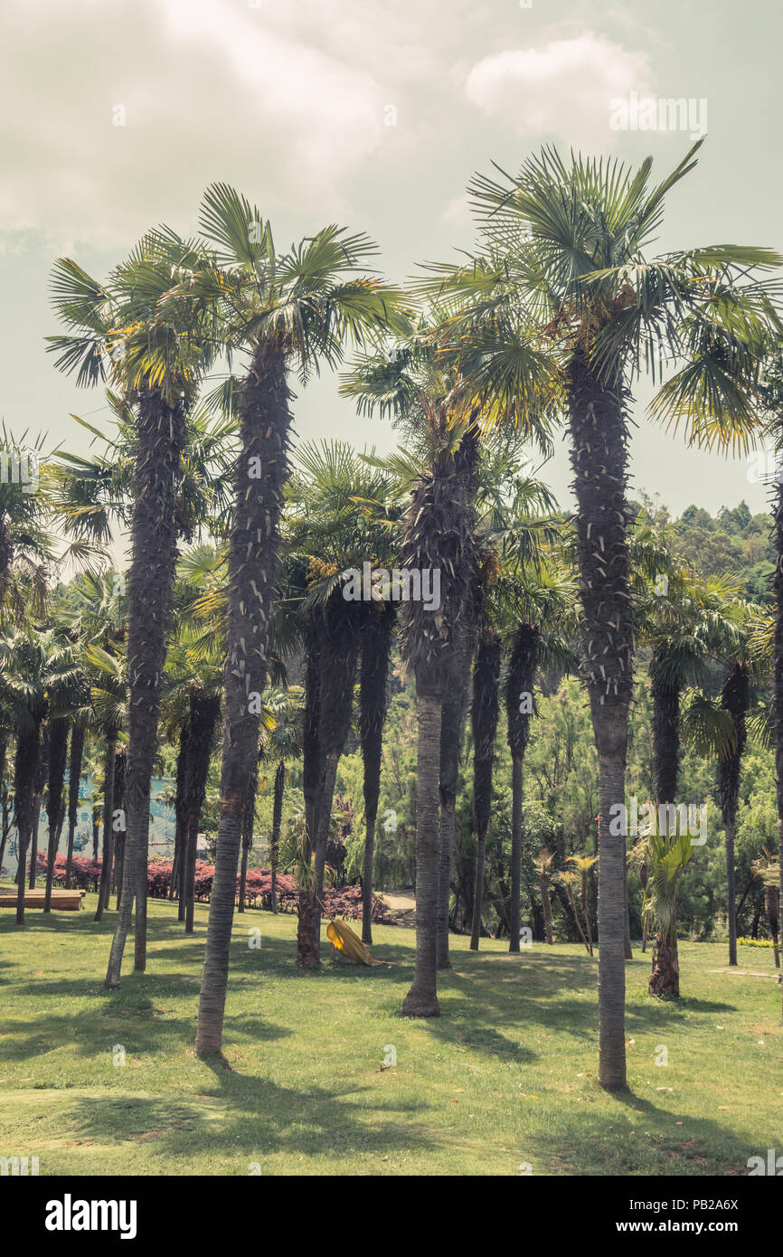 Palm trees and lawn Stock Photo - Alamy