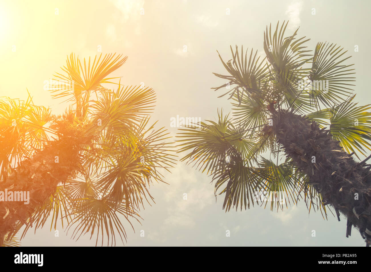 Low angle vintage palm hi-res stock photography and images - Alamy