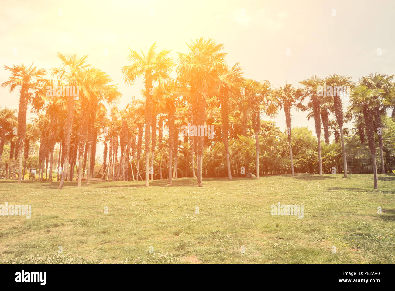 Palm trees and lawn Stock Photo - Alamy
