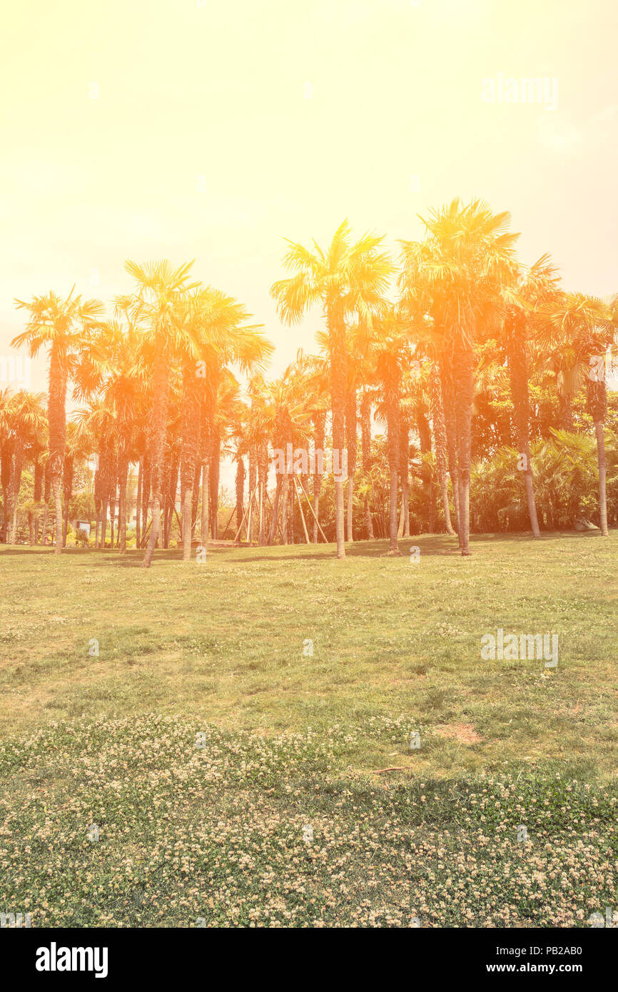 Palm trees and lawn Stock Photo - Alamy