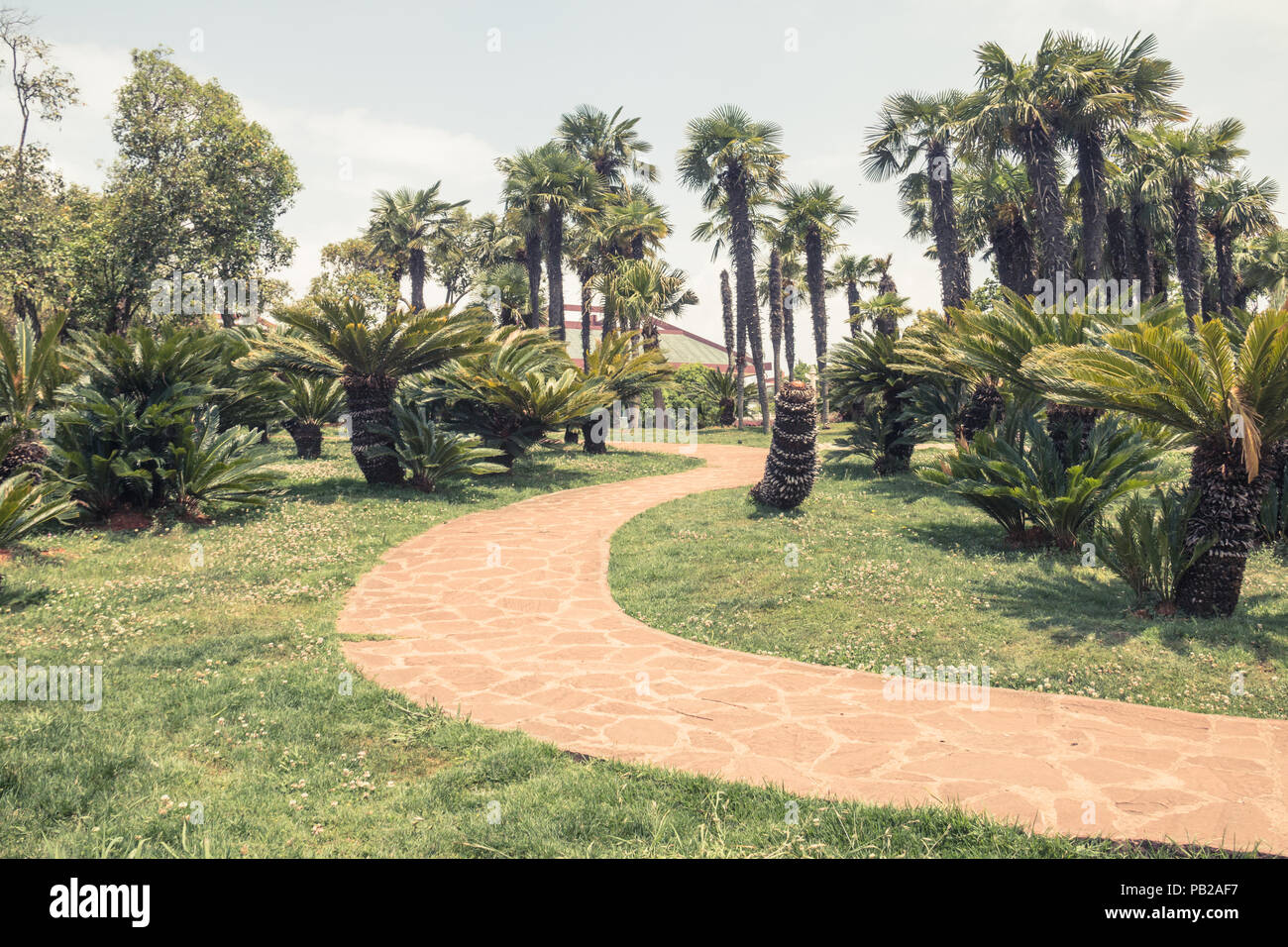 Palm trees and sidewalks Stock Photo - Alamy