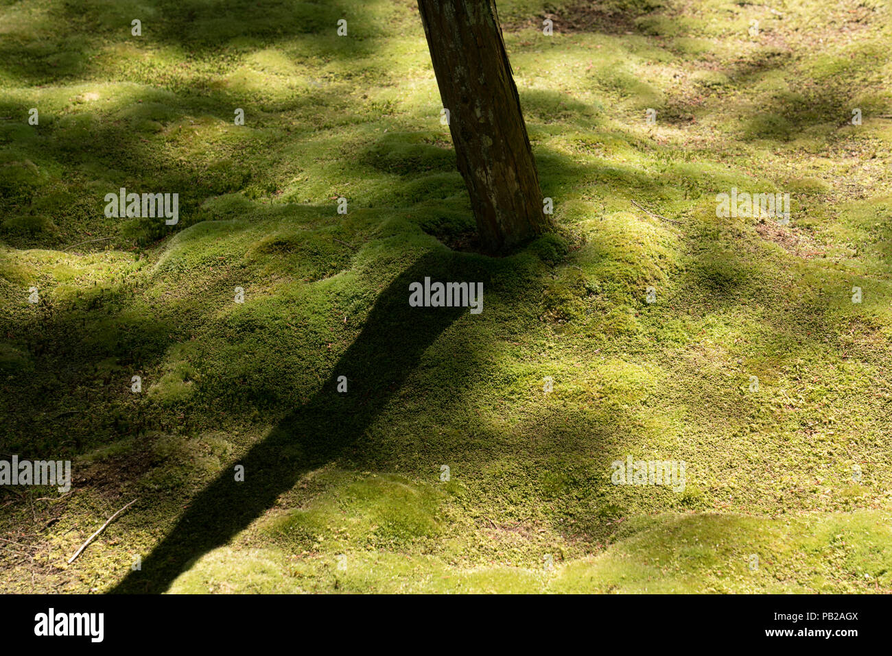 Moss temple hi-res stock photography and images - Alamy