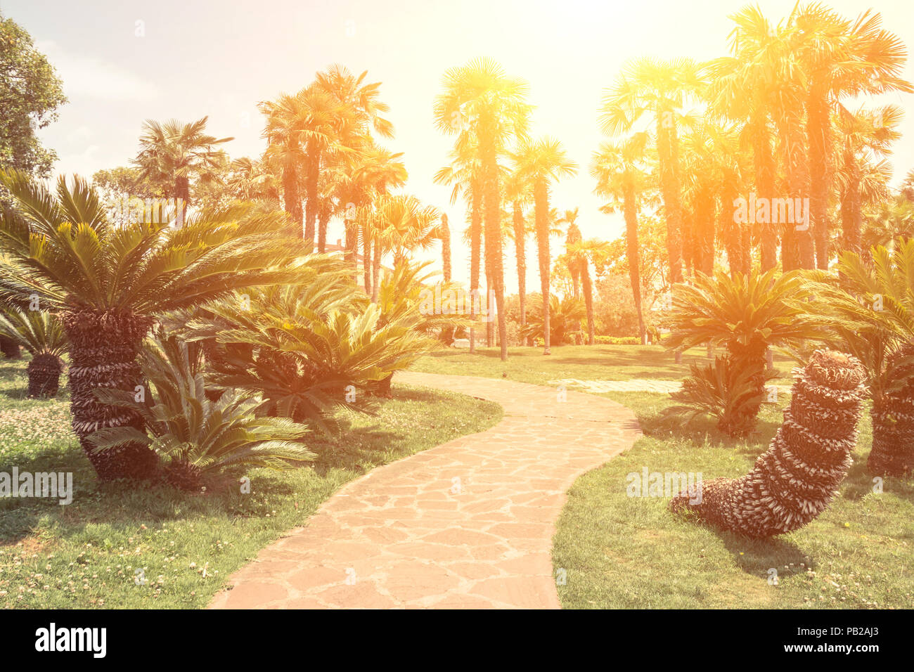 Palm trees and sidewalks Stock Photo - Alamy