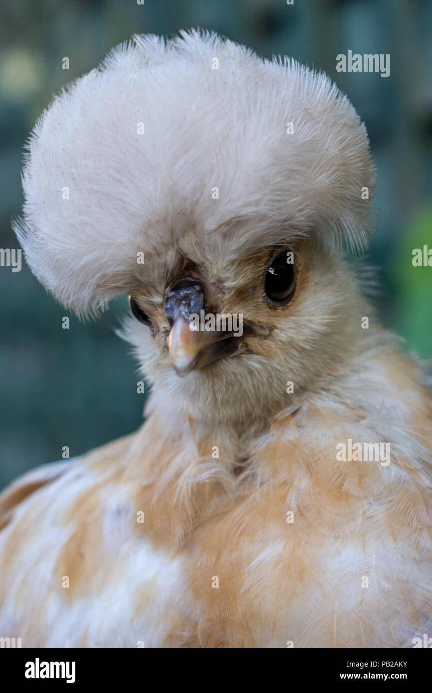Polish chicken hi-res stock photography and images - Alamy