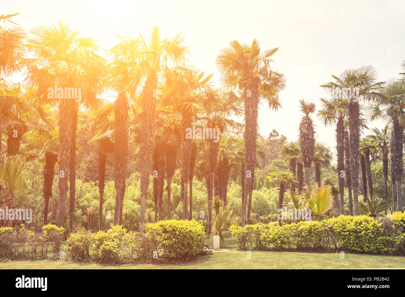 Palm trees and lawn Stock Photo - Alamy
