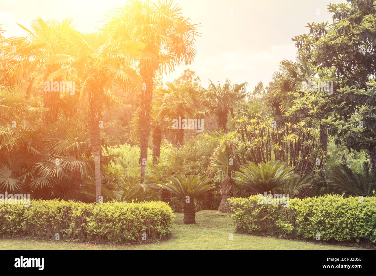 Palm trees and lawn Stock Photo - Alamy