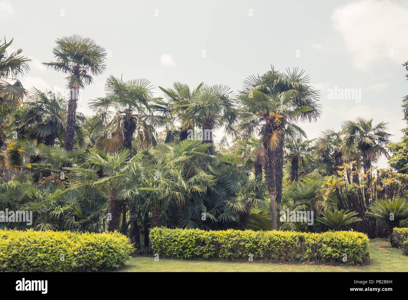 Palm trees and lawn Stock Photo - Alamy