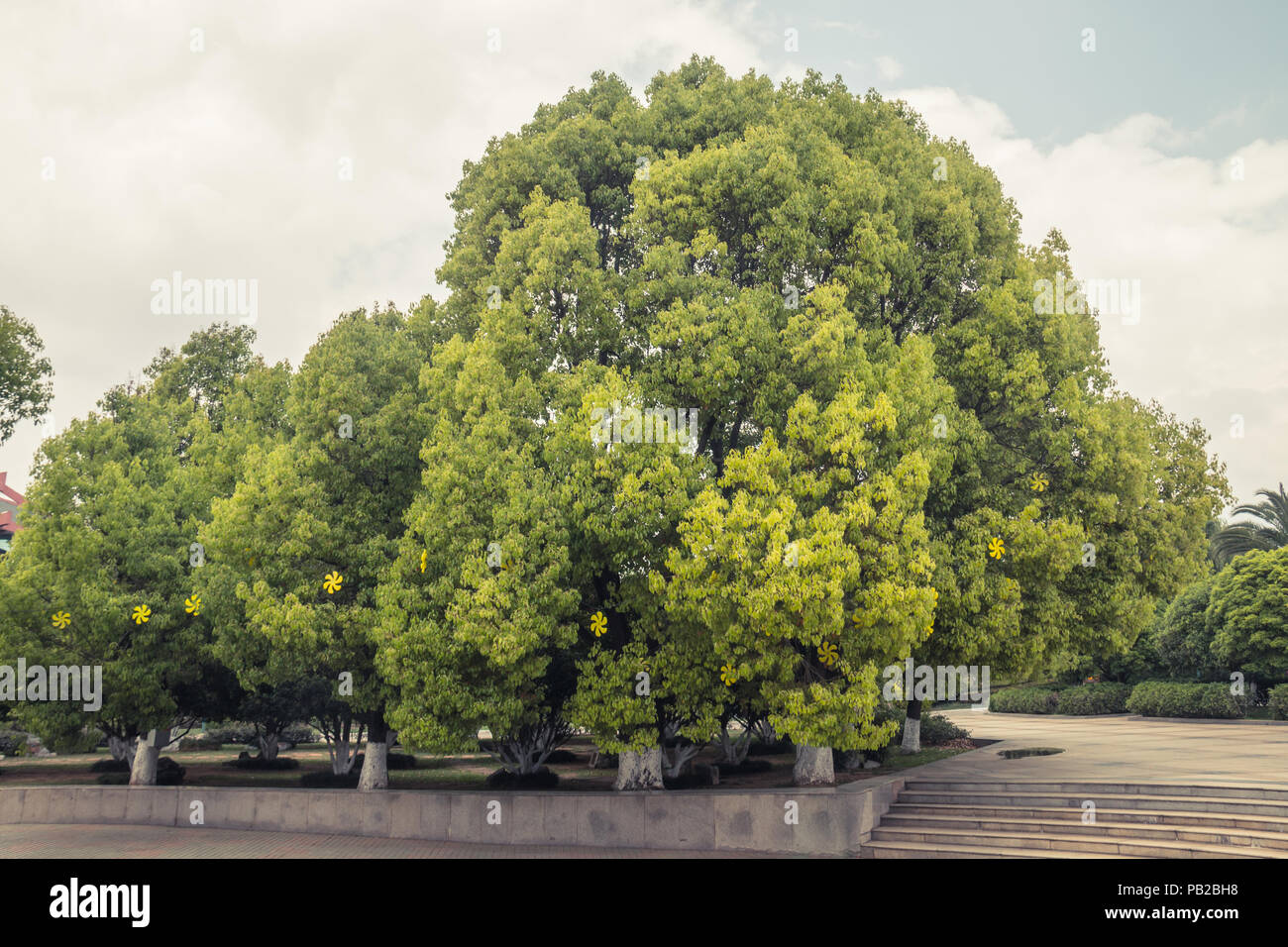 Tropical trees and lawn Stock Photo - Alamy