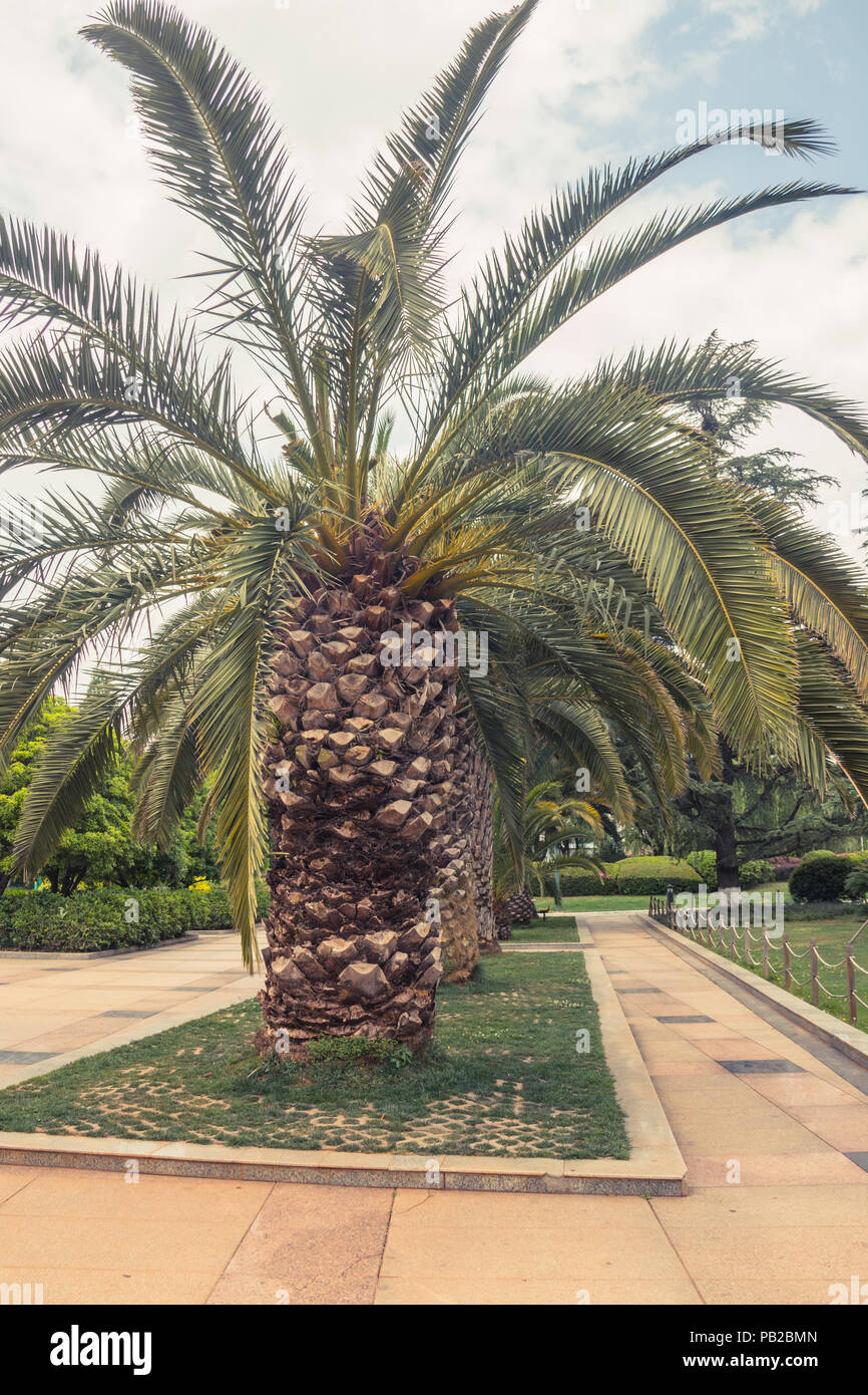 Palm trees and sidewalks Stock Photo - Alamy