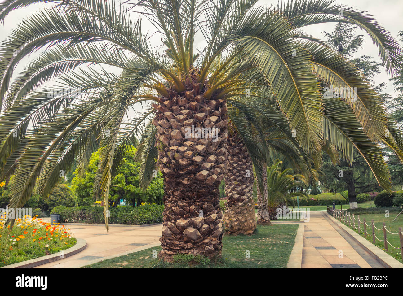 Palm trees and sidewalks Stock Photo - Alamy