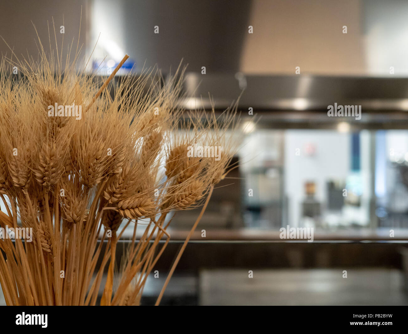 Close up of raw wheat agriculture crop in front of glass of metallic ...