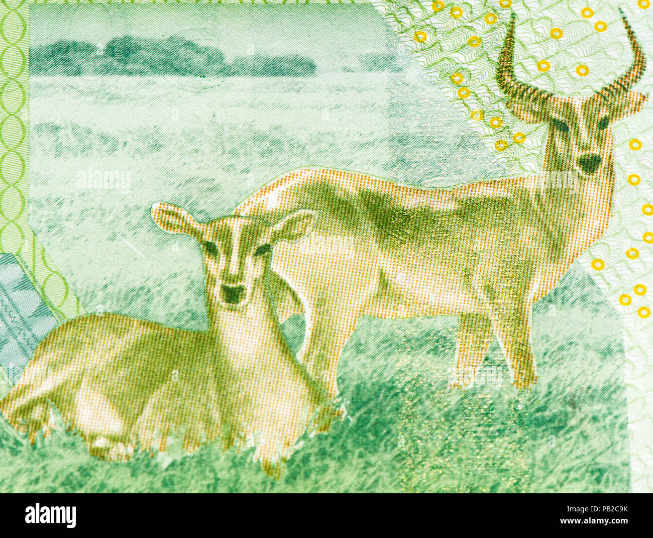 5000 CFA franc bank note. CFA franc is used in 14 African countries ...