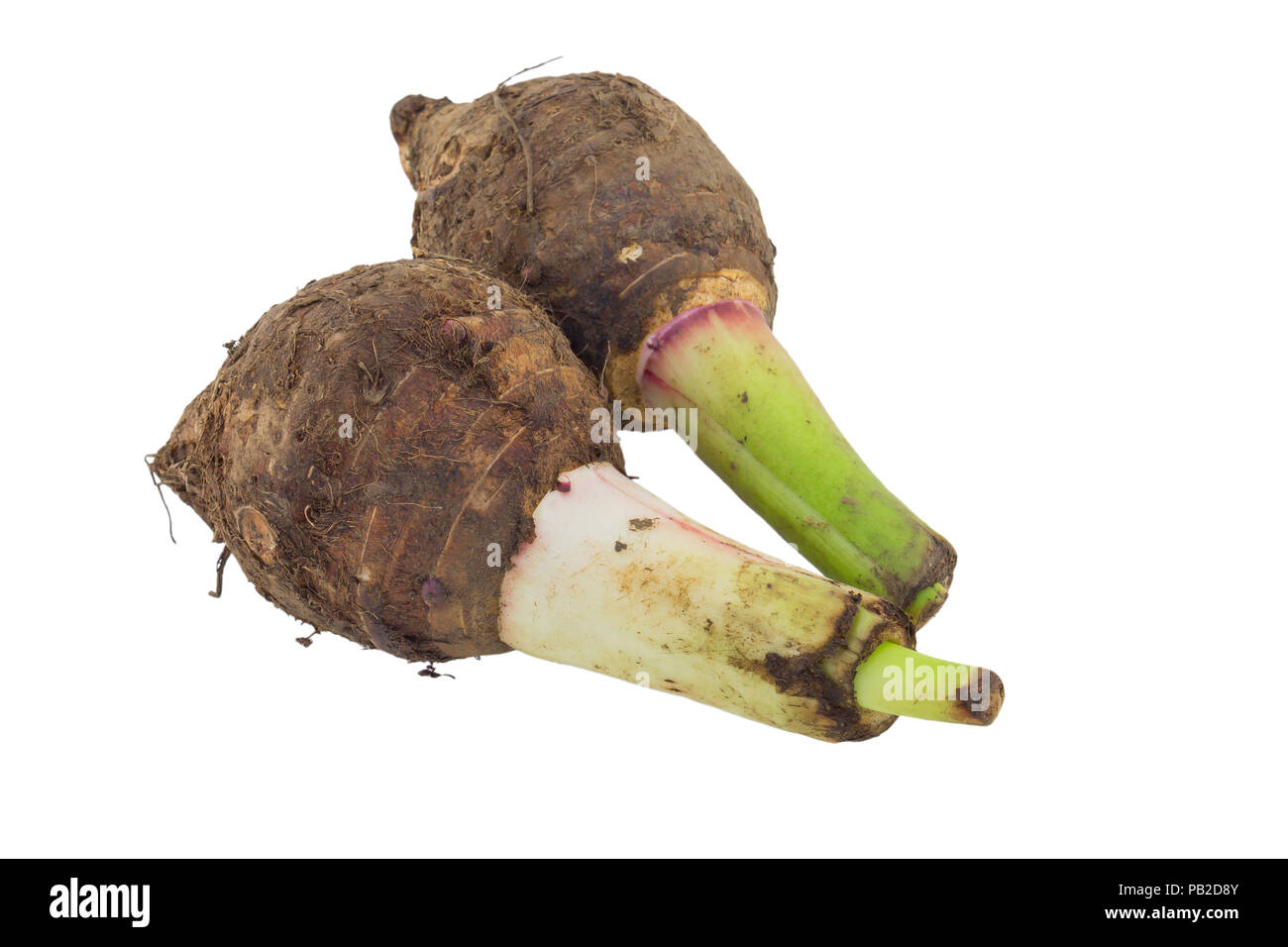 Taro isolated on white background Stock Photo - Alamy