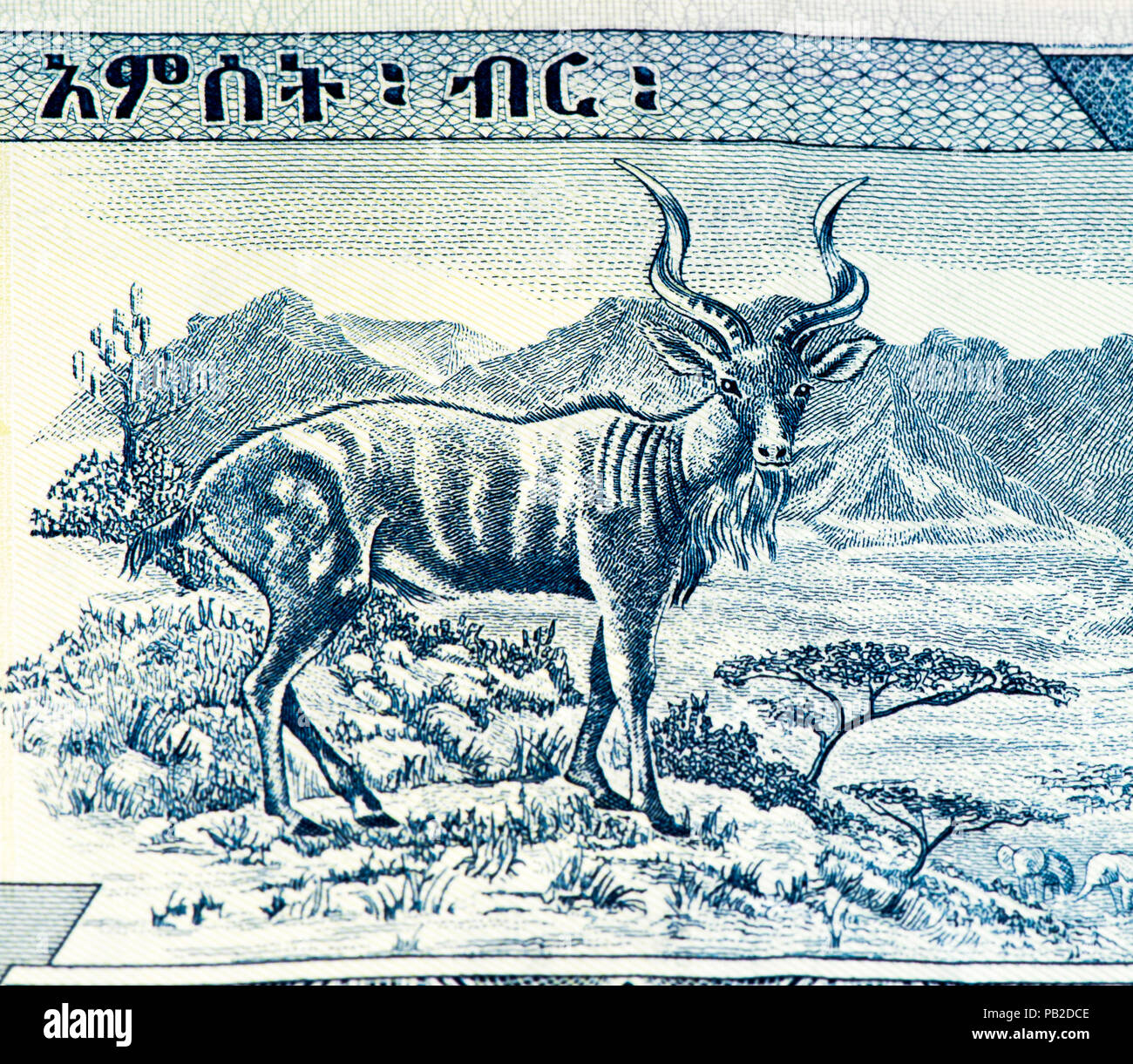 5 Ethiopian birr bank note. Birr is the national currency of Ethiopia ...