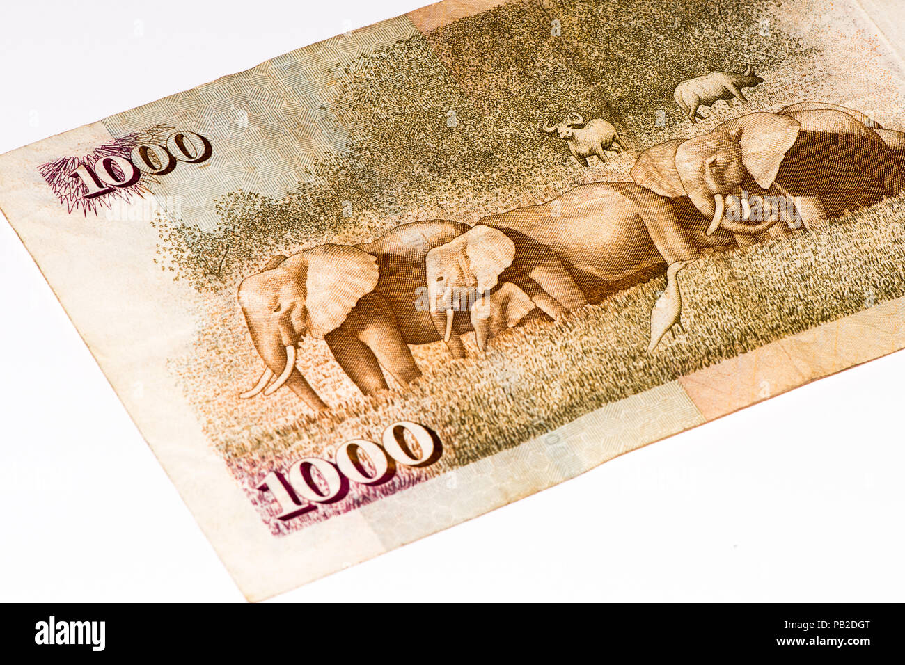 1000 Kenyan shillings bank note of Kenya. Kenyan shilling is the ...