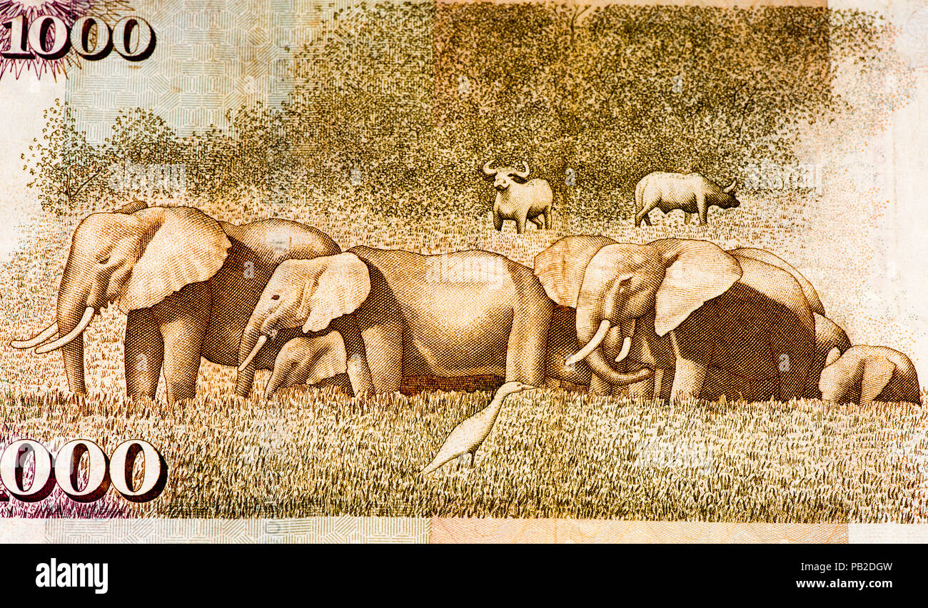 1000 Kenyan shillings bank note of Kenya. Kenyan shilling is the ...