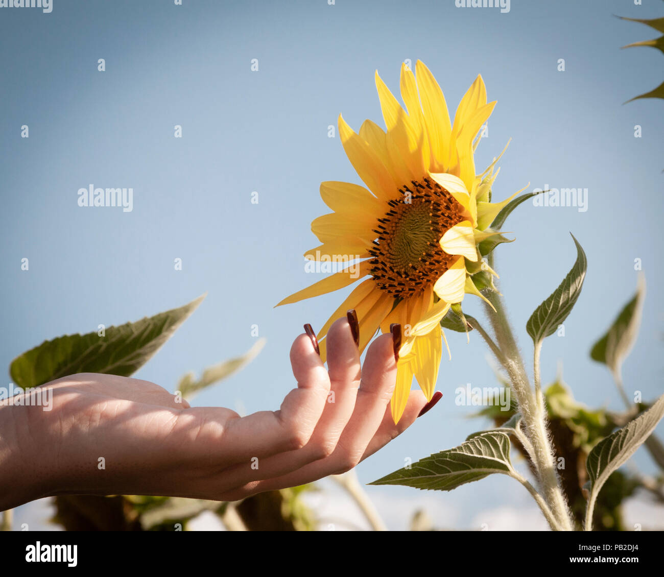 Hand positions hi-res stock photography and images - Alamy