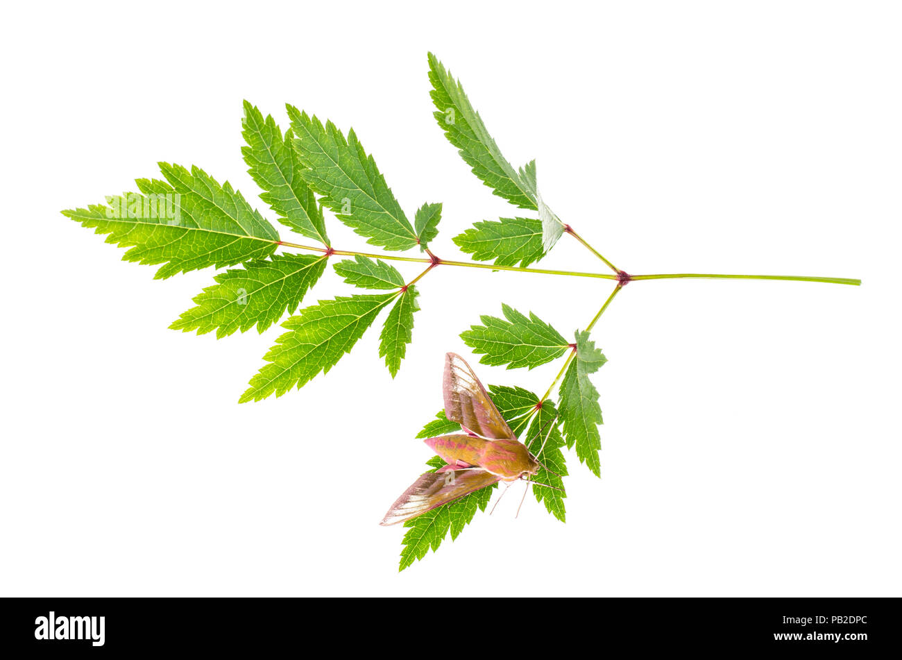 Lepidoptera moth flower Cut Out Stock Images & Pictures - Alamy