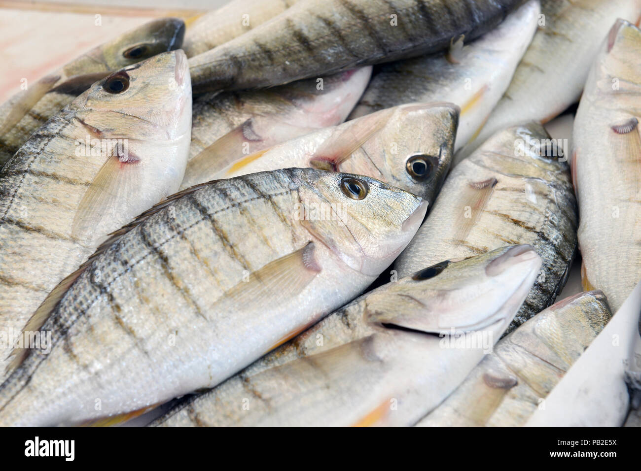 grouper fish in shop on the counter Stock Photo - Alamy