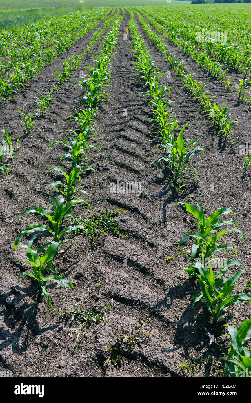 Field corn in the factory Stock Photo - Alamy