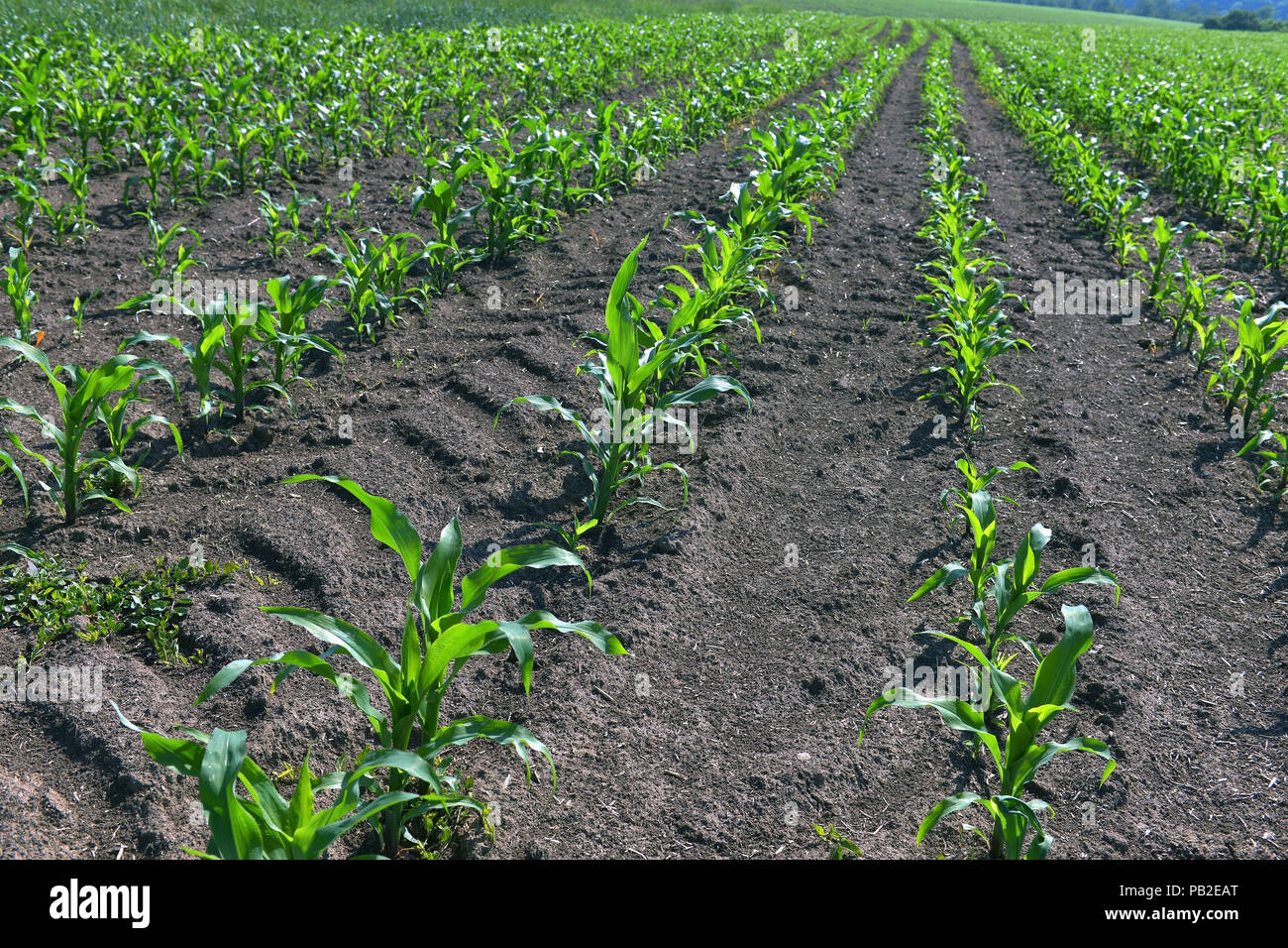 Field corn in the factory Stock Photo - Alamy