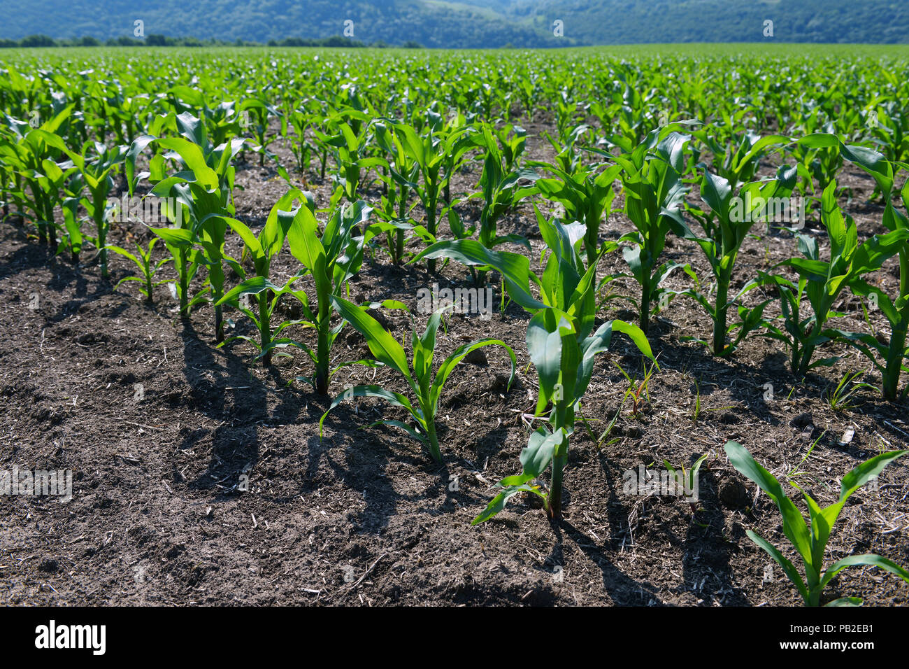 Field corn in the factory Stock Photo - Alamy