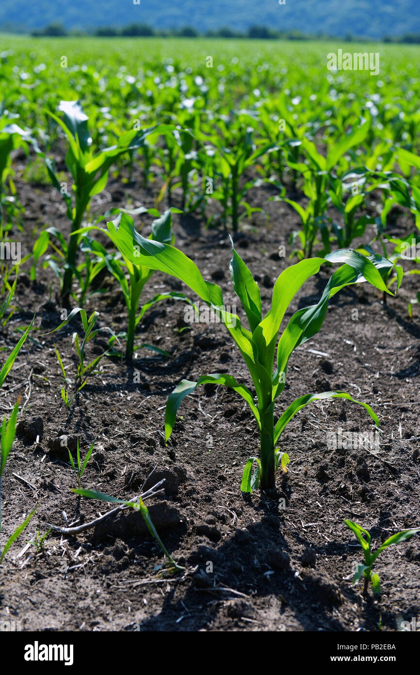 Field corn in the factory Stock Photo - Alamy