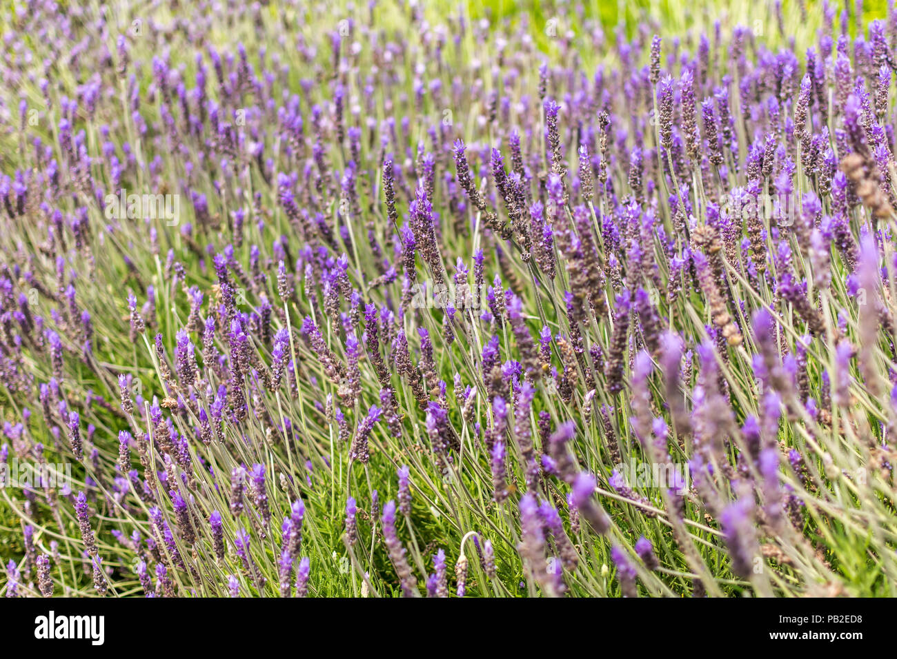 Upright flower spikes hi-res stock photography and images - Alamy