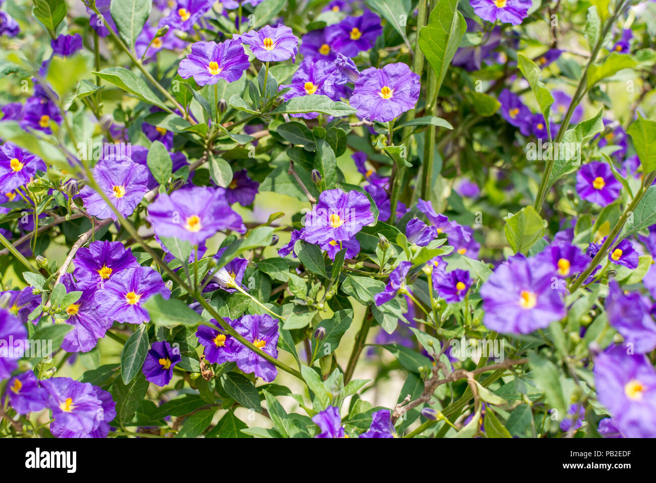 Purple flowers of Solanum rantonnetii (formerly Lycianthes rantonnetii ...