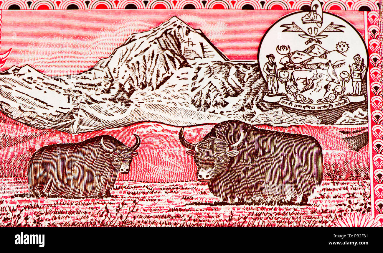 5 Nepalese rupee bank note. Nepalese rupee is the national currency of ...