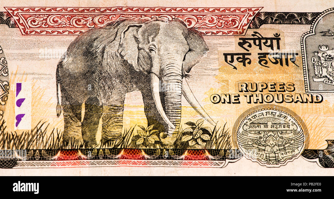 1000 Nepalese rupee bank note. Nepalese rupee is the national currency ...