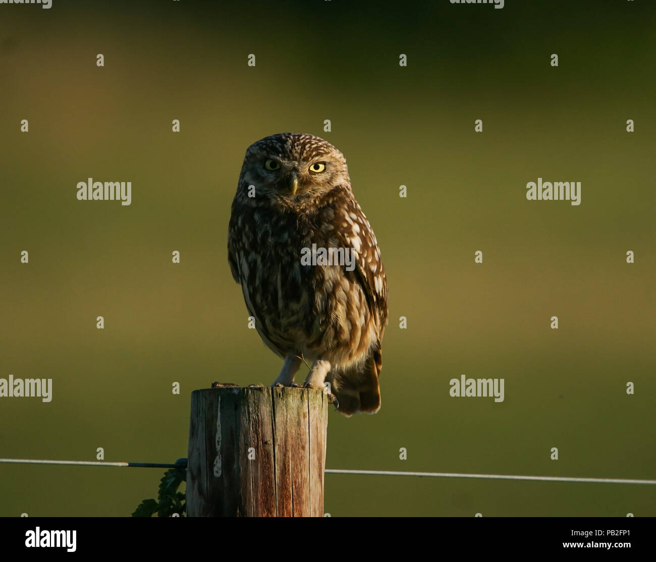 Owl stretching hi-res stock photography and images - Alamy