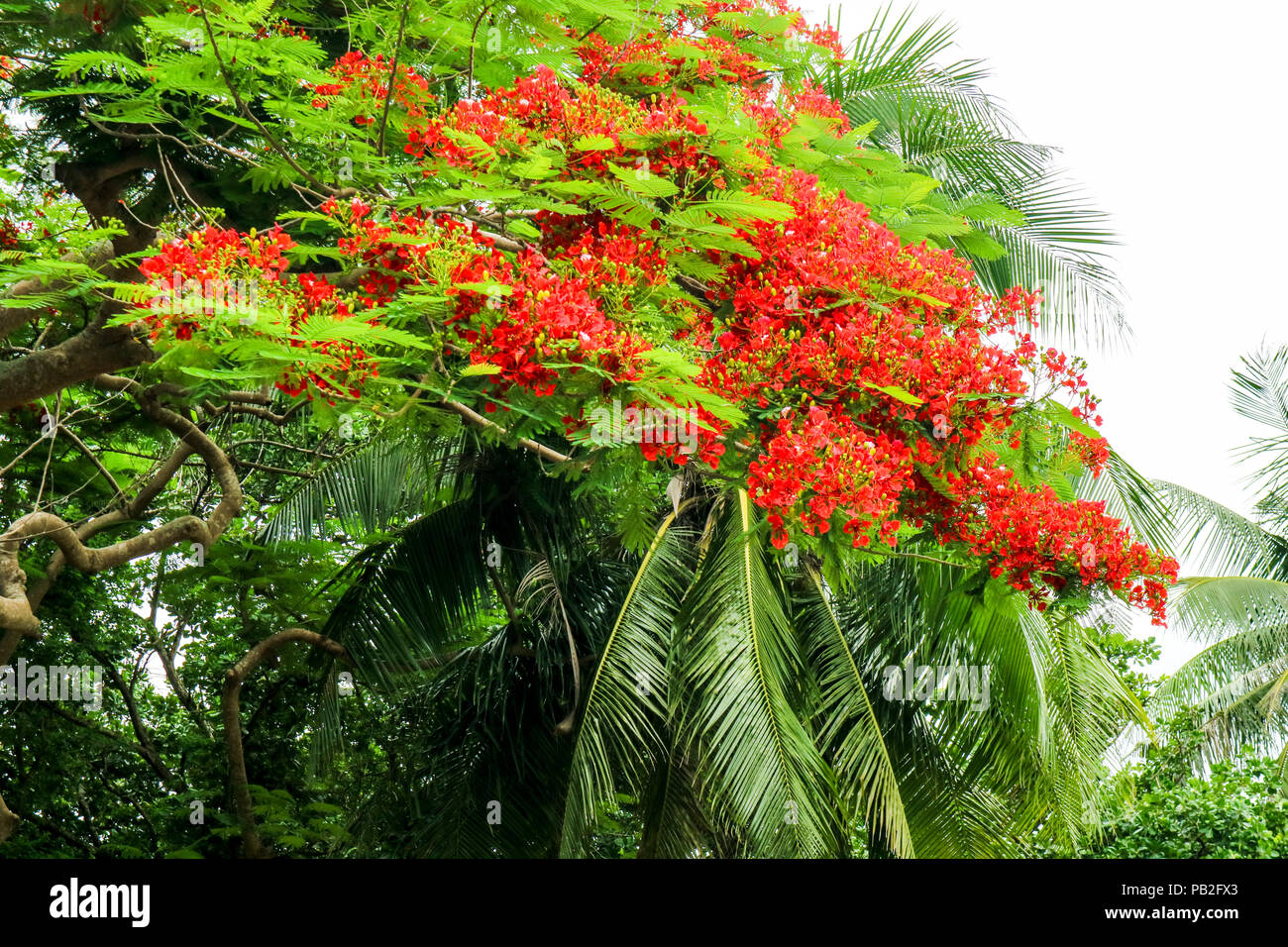 Illawarra flame tree hi-res stock photography and images - Alamy