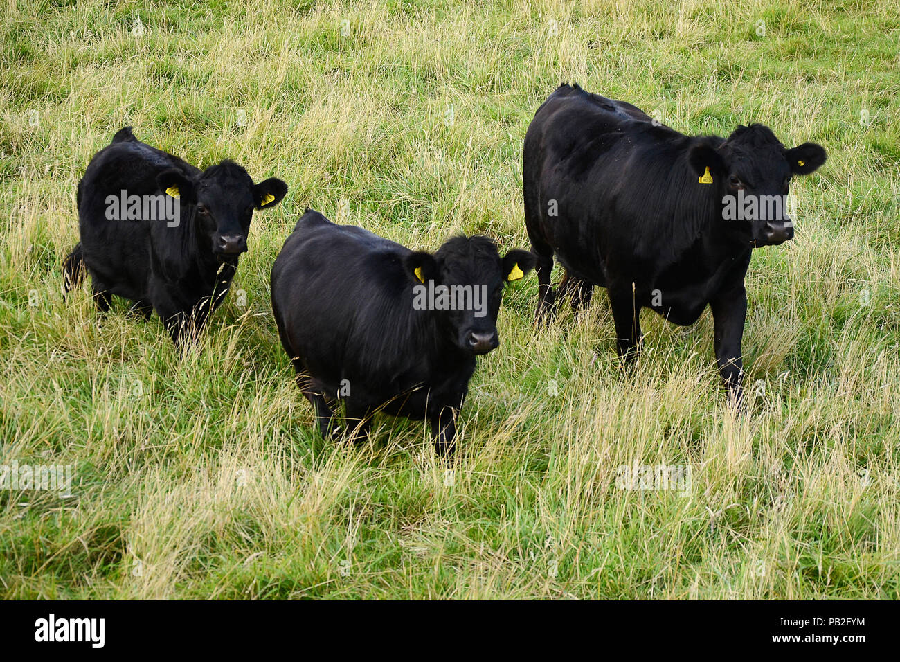 Aberdeen angus cows hi-res stock photography and images - Alamy