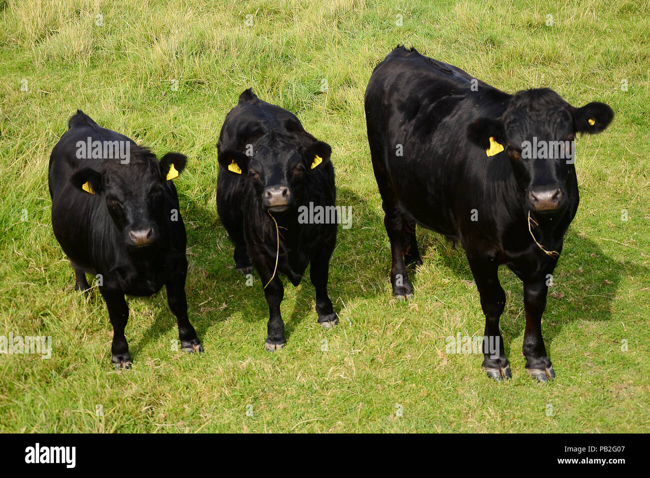 Taurus angus hi-res stock photography and images - Alamy