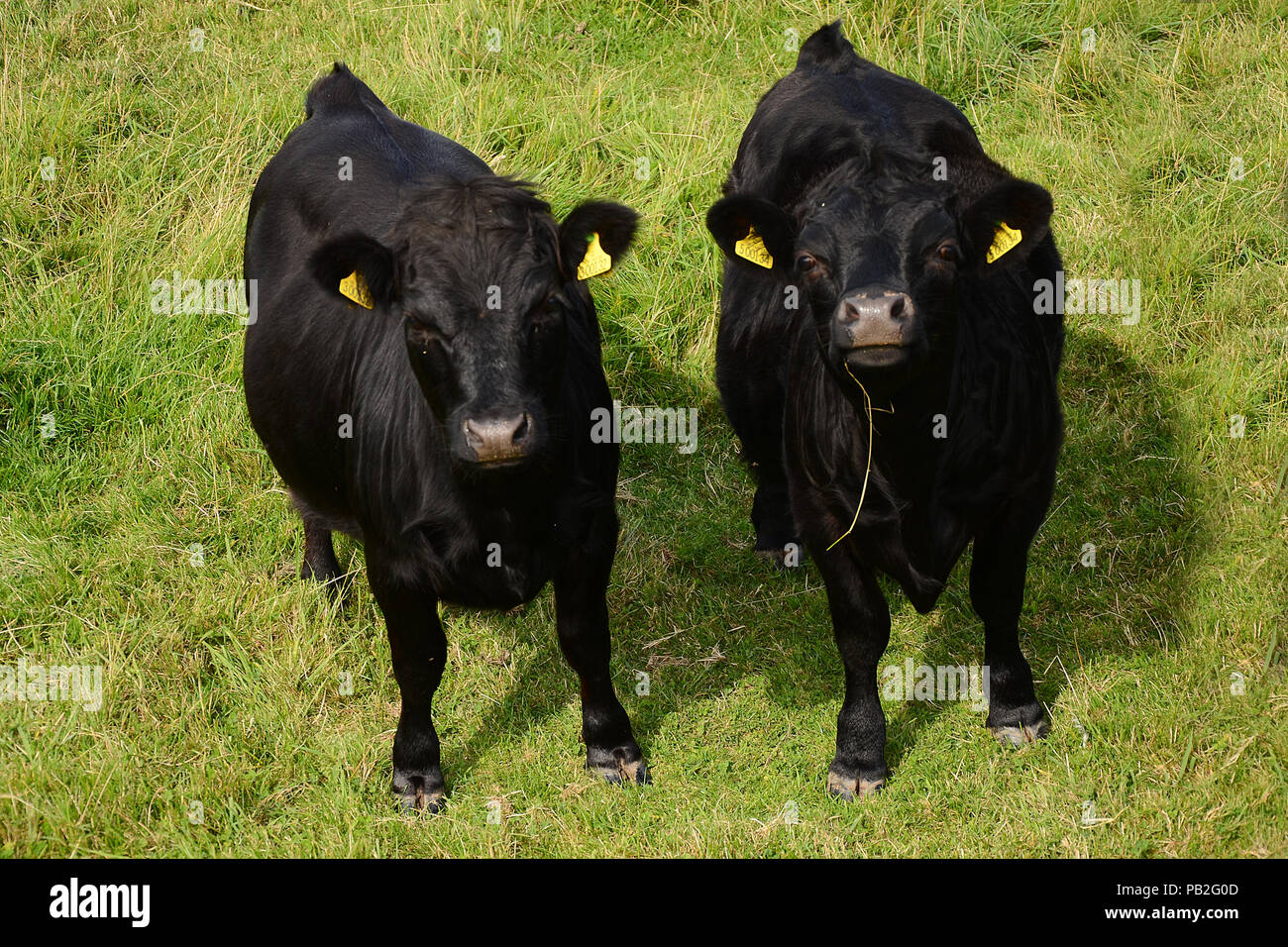 Purebred cows hi-res stock photography and images - Alamy