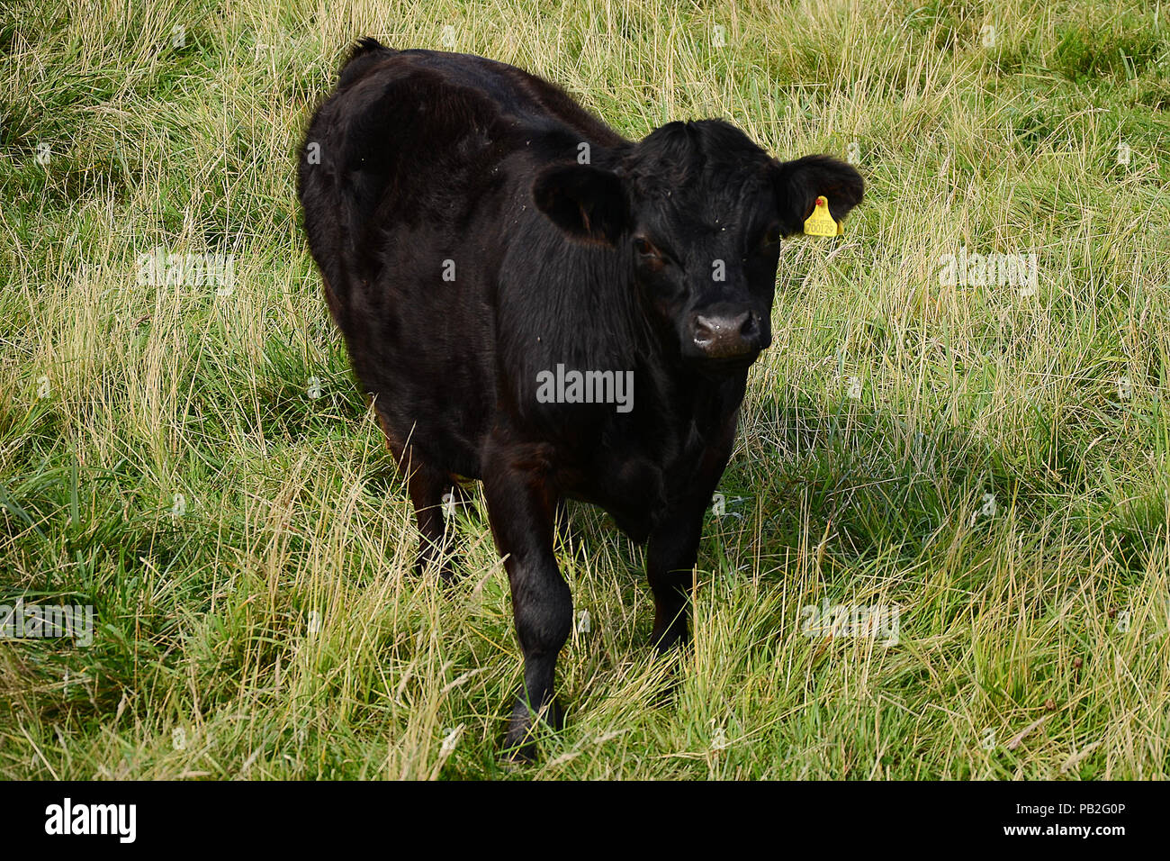 Black angus bull hi-res stock photography and images - Alamy