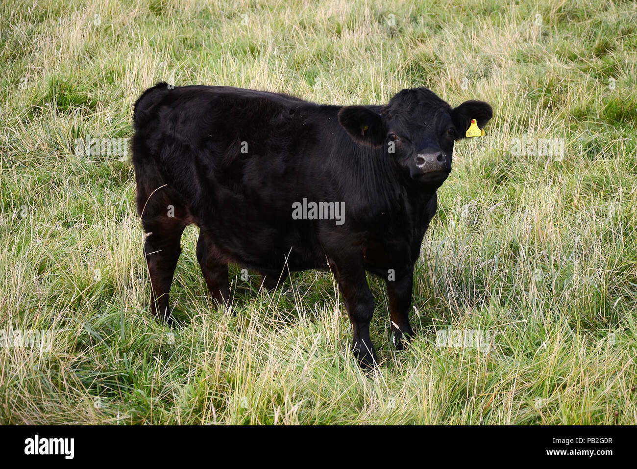 Aberdeen Angus Cows High Resolution Stock Photography and Images - Alamy
