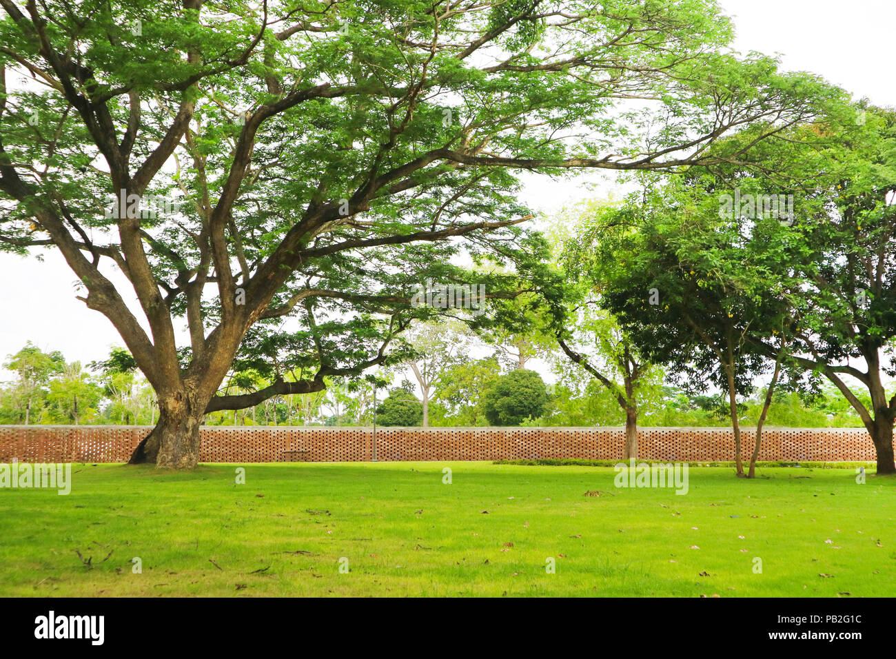 Giant green tree and green grass in garden and brick wall Stock Photo ...