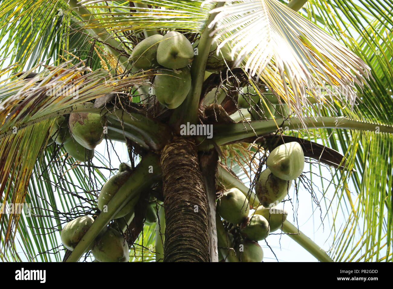 Coconut husk sri lanka hi-res stock photography and images - Alamy